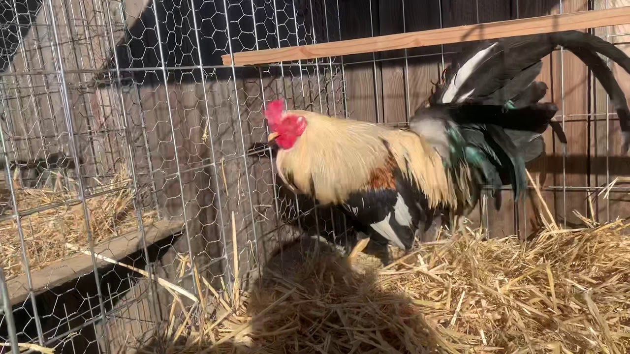 Law Grey Sweater ! - YouTube