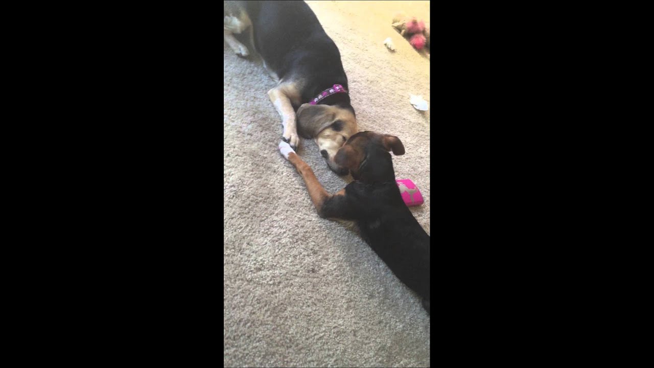 Puppy gives Beagle kisses - YouTube