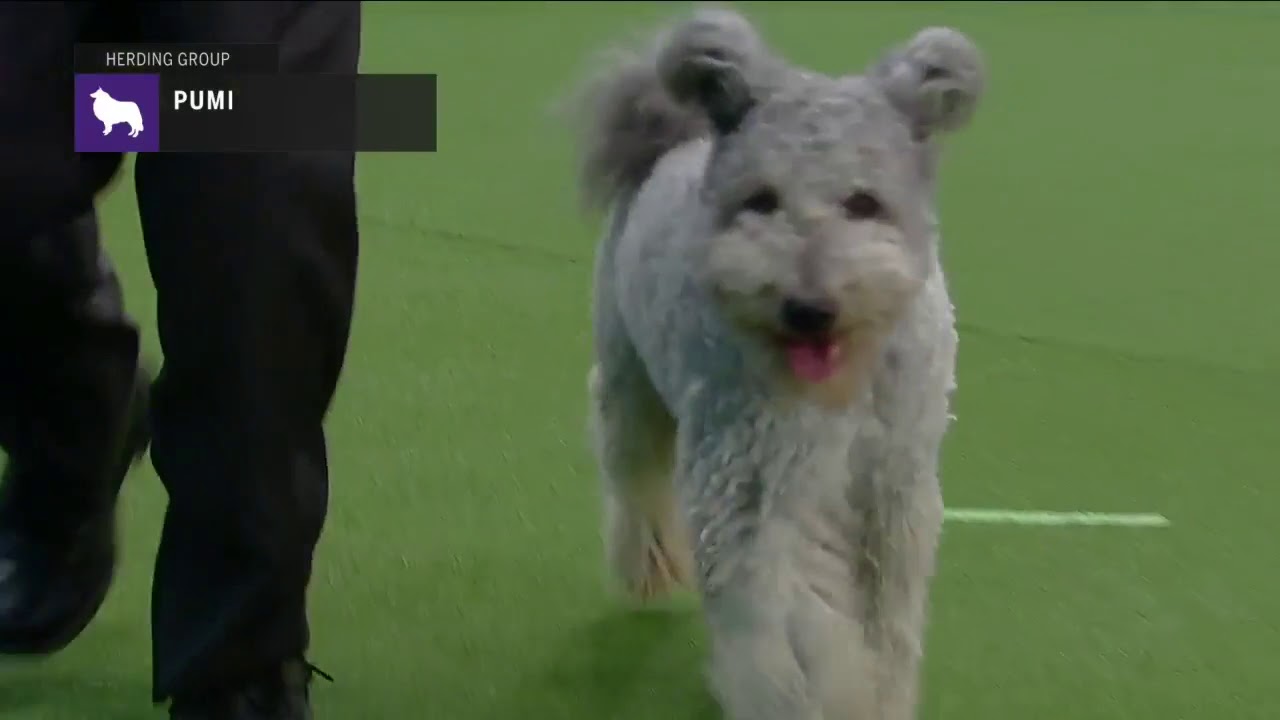 Pumik | Breed Judging 2019 - YouTube