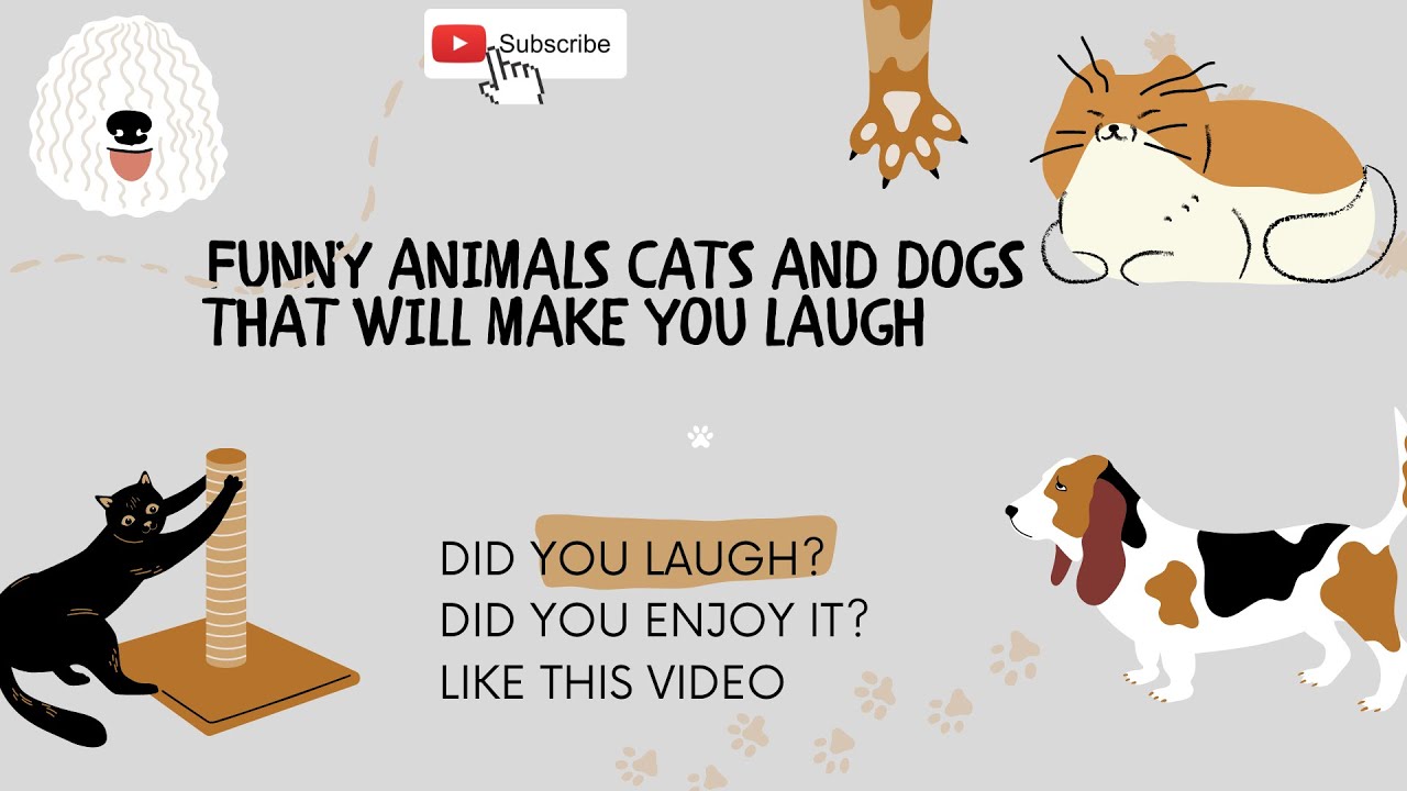 Funny Animals . This is the funniest video you've ever seen. - YouTube