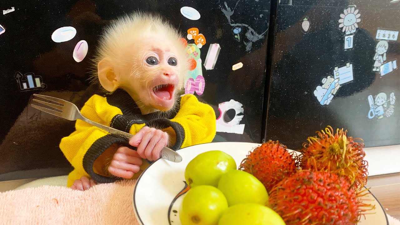 Bibi monkey's delicious fruit breakfast - YouTube