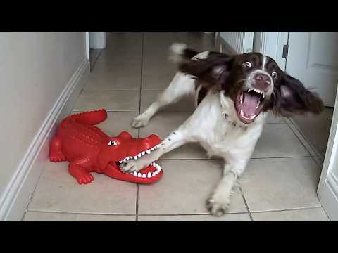 Over-Dramatic Animals Who Deserve an Oscar 😂 Funniest Animal Videos 2026