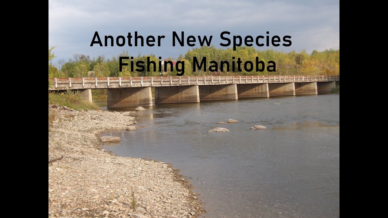 Another New Species Fishing Manitoba - YouTube