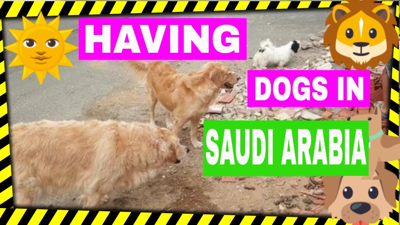 Having Dogs in Saudi Arabia - YouTube