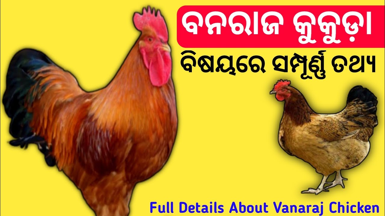 ବନରାଜ କୁକୁଡ଼ା ବିଷୟରେ ସମ୍ପୂର୍ଣ୍ଣ ତଥ୍ୟ||Full Details About Vanaraj ...
