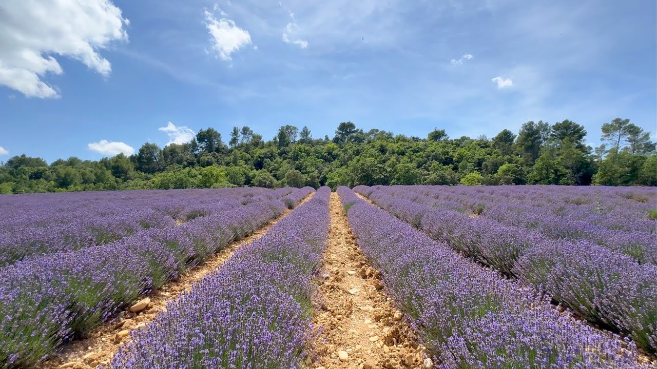 Location of Lavender Fields in South of France Valensole - YouTube