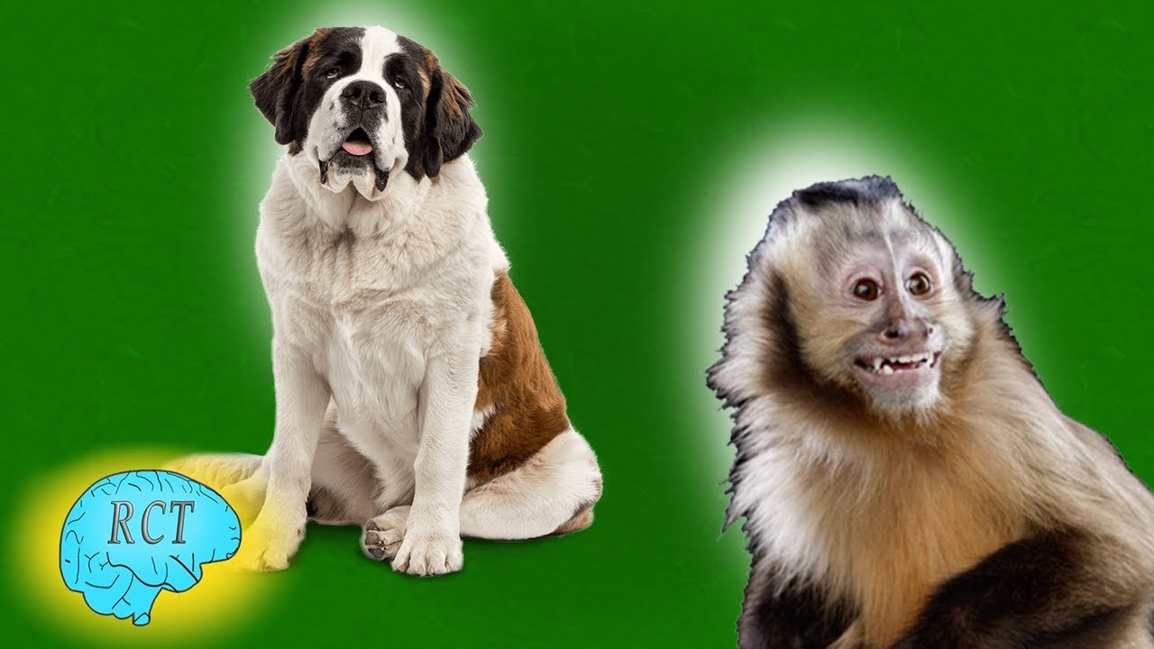 World's Most Catholic Animals - YouTube