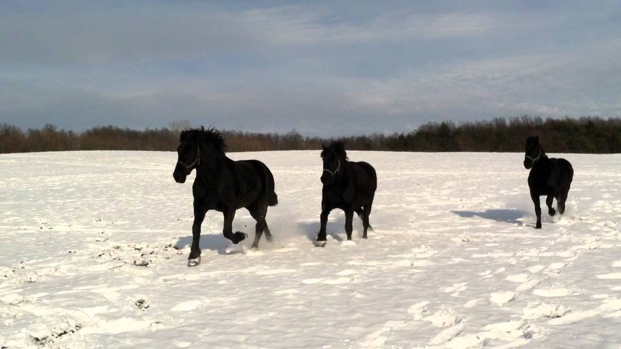 Percherons Playing in the Snow - YouTube