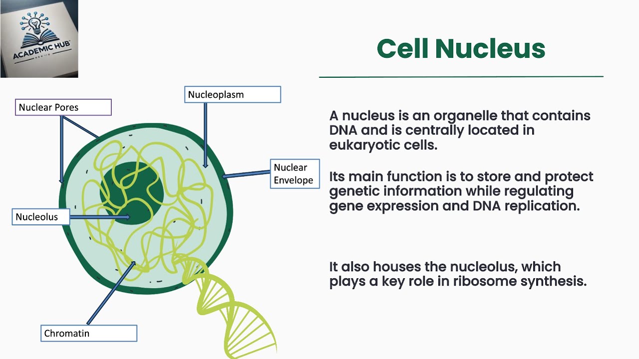 What is Cell Nucleus? | The Cell Nucleus: Structure, Function, and DNA ...
