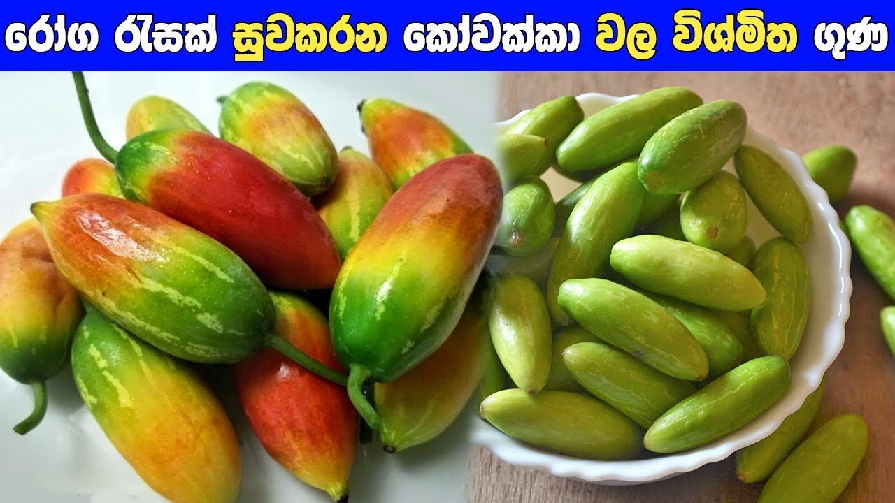 රෝග රැසක් සුවකරන කෝවක්කා වල විශ්මිත ගුණය - Amazing quality of kowakka ...