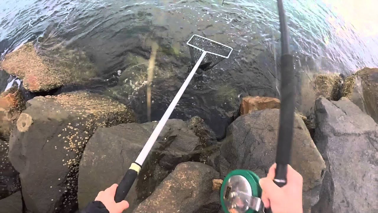 How to catch, clean and cook Luderick (Black Fish) - YouTube