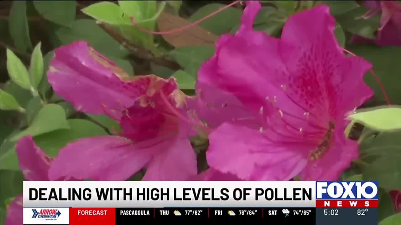 High levels of pollen means allergies for many - YouTube