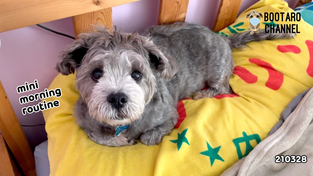 ★mini morning routine★ 210328 Good morning BooTaro - YouTube