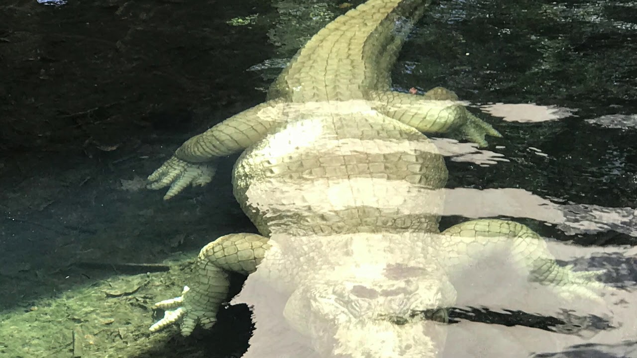 gatorland albino alligator in orlando - YouTube