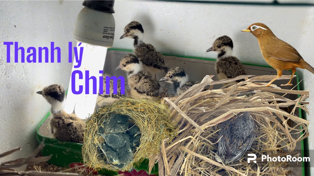 Thanh lý chim Hoạ mi | te te tò quách | chích choè lửa | sdt & zalo ...