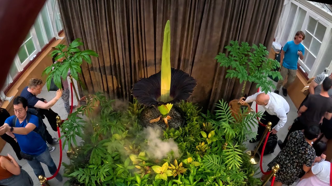 Timelapse: Putricia the Corpse Flower in bloom - YouTube