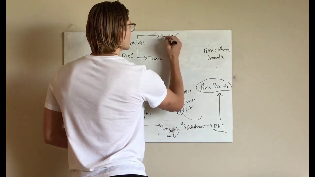 Sex Determinate Hormones Youtube 0498