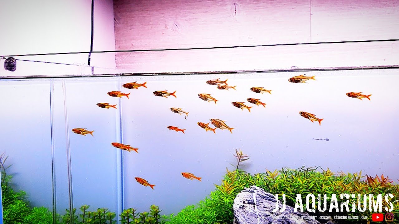 HOW TO | Feed Your Nano Fish Easier & Better - YouTube