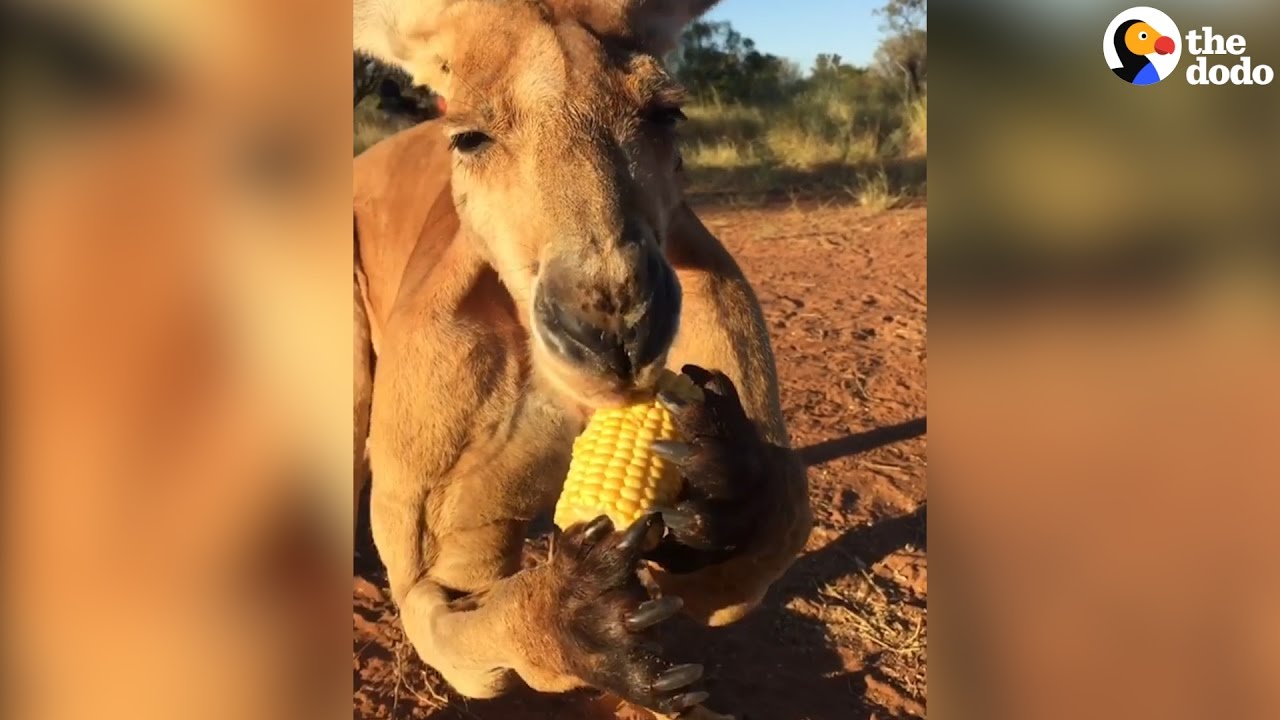 Kangaroo Eating