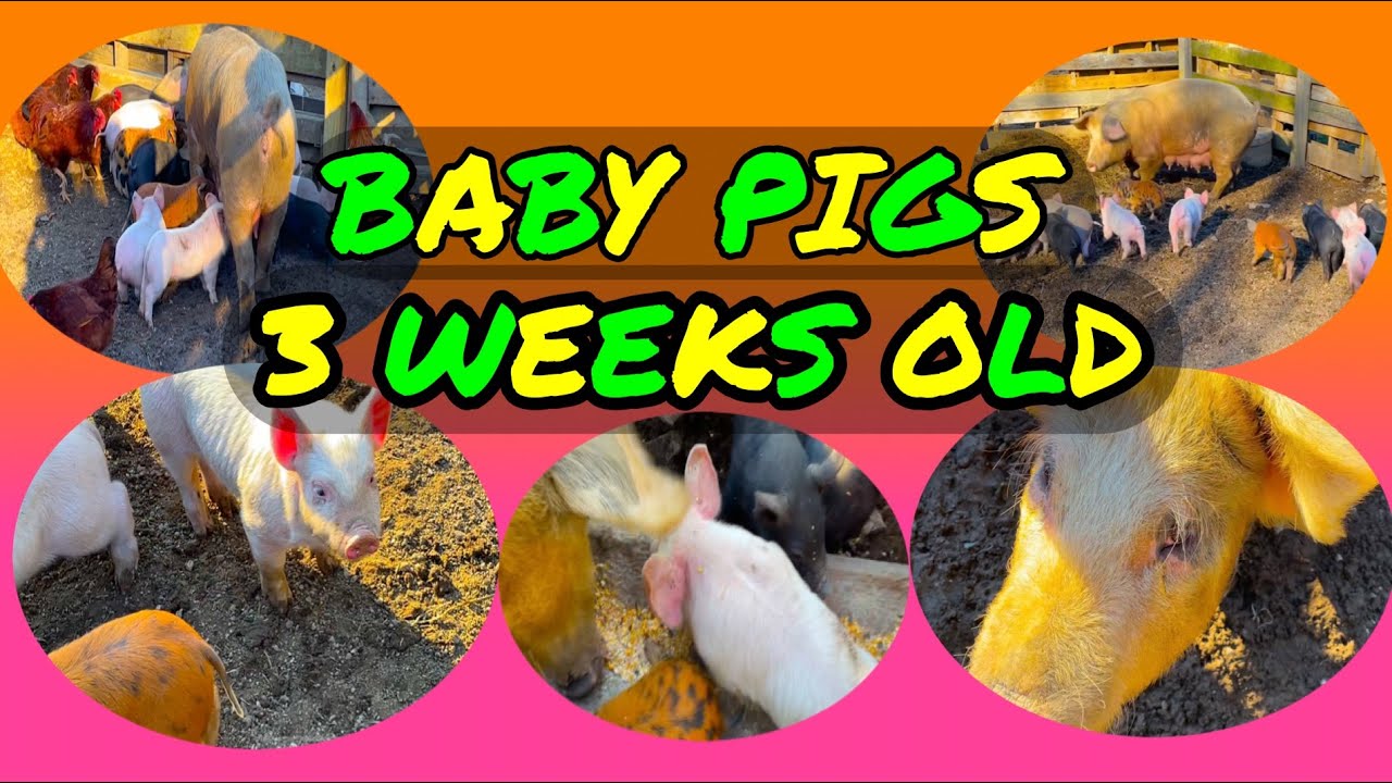 The First 3 Weeks With Our Baby Pigs - YouTube