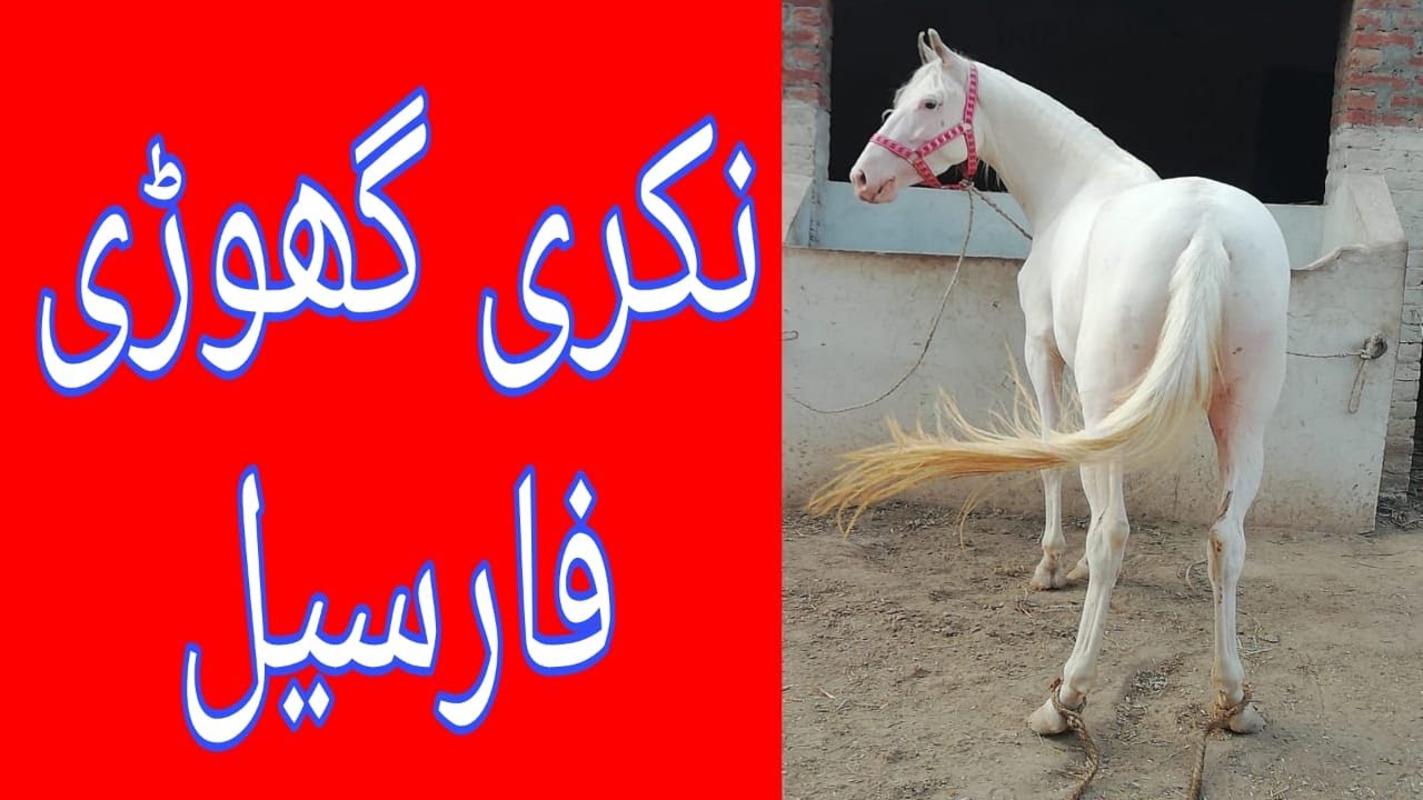 | Nukri Ghori For Sale | Pure Desi | White Mare | Horse for sale in ...