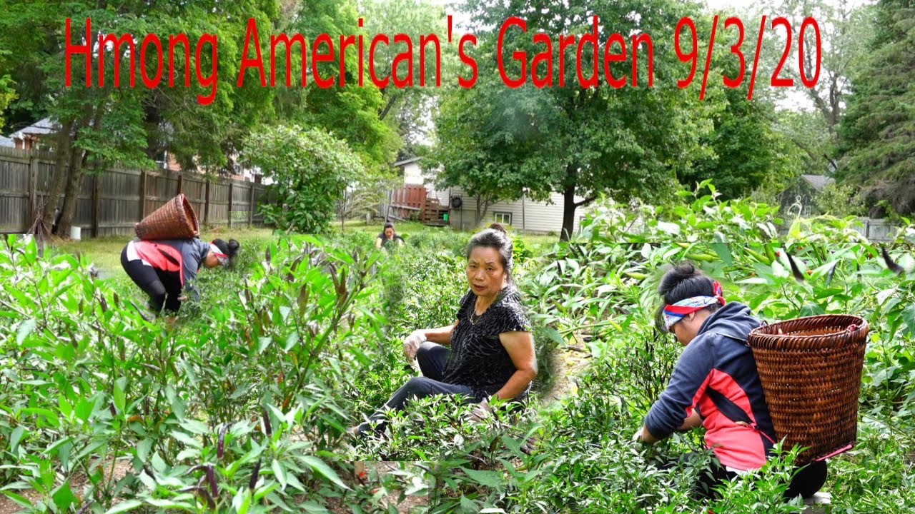 hmong American Picking Thai Chilli Peppers/Hmoob meskas de kua txob 9/3 ...