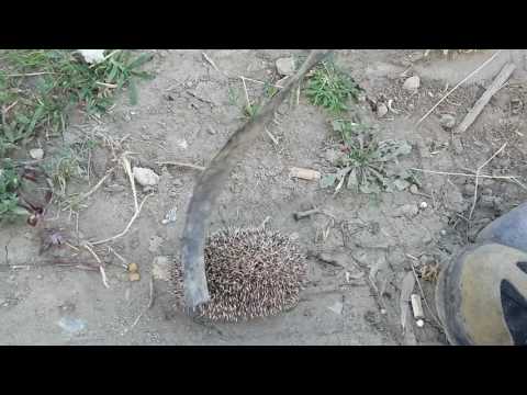 Yavru kirpinin hayat savasi