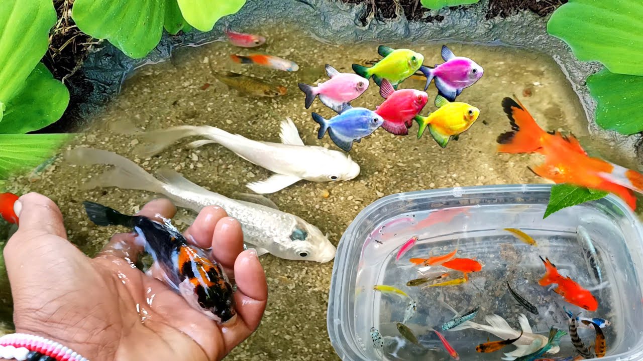 finding ornamental fish koi fish Koki fish catfish betta fish Molly ...