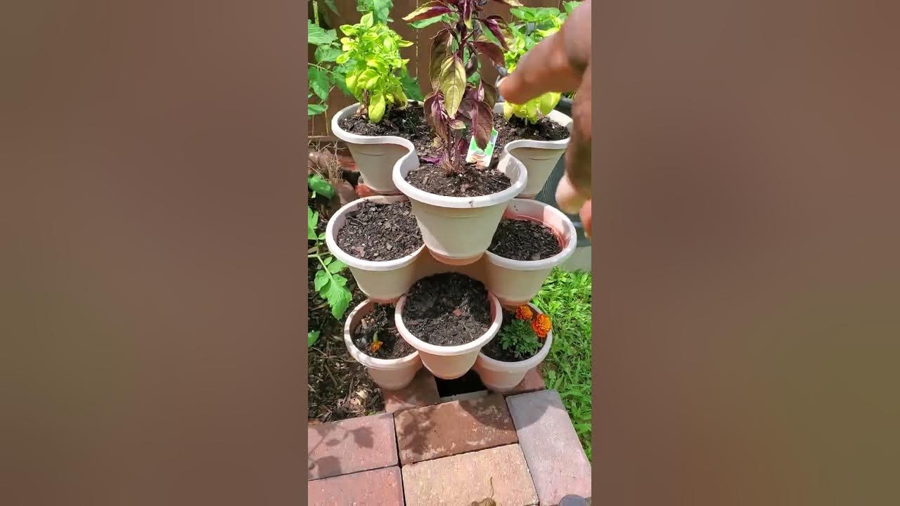 Checking on the garden. Tomatoes/Jalapeños/Strawberries/DIY Dollar Tree ...