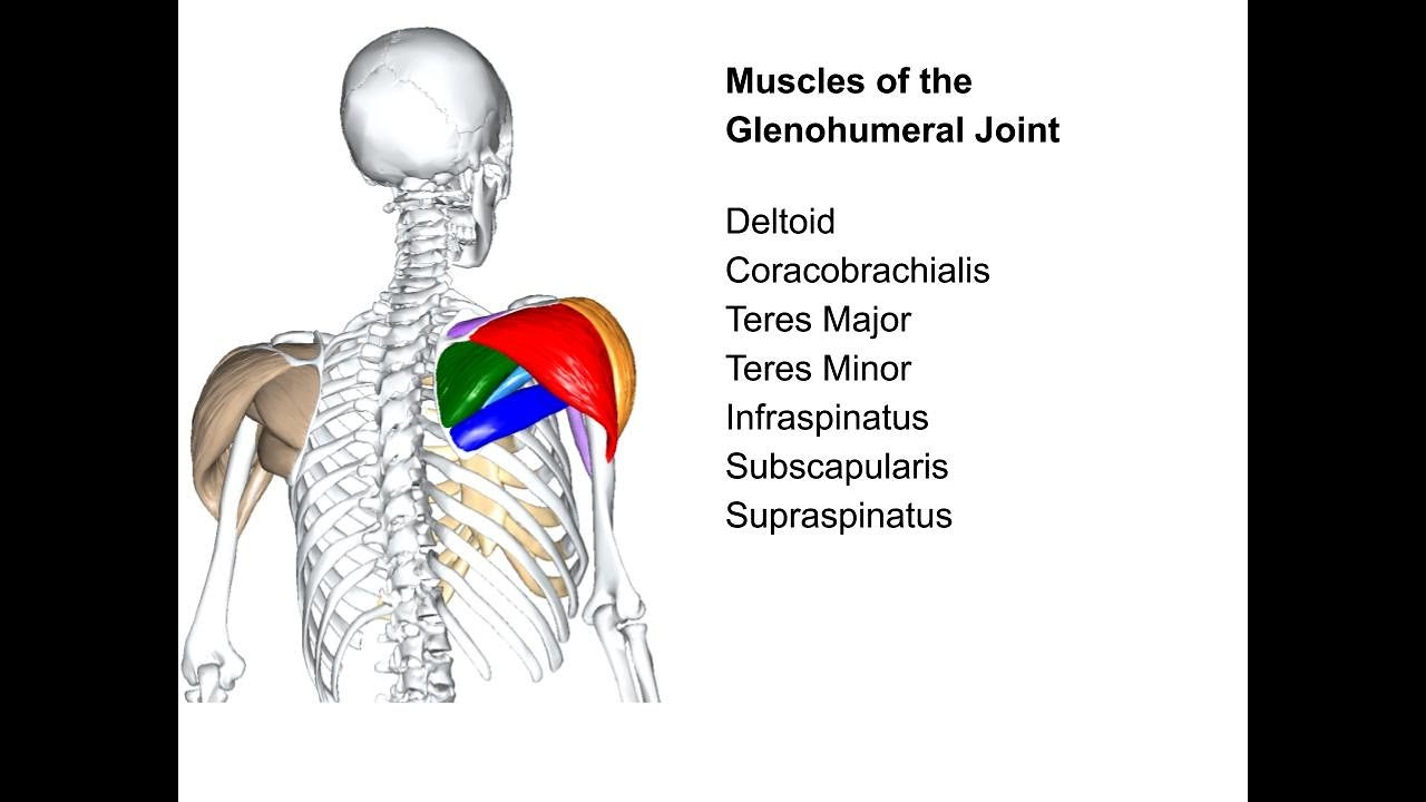 Muscles of the GH Joint - YouTube