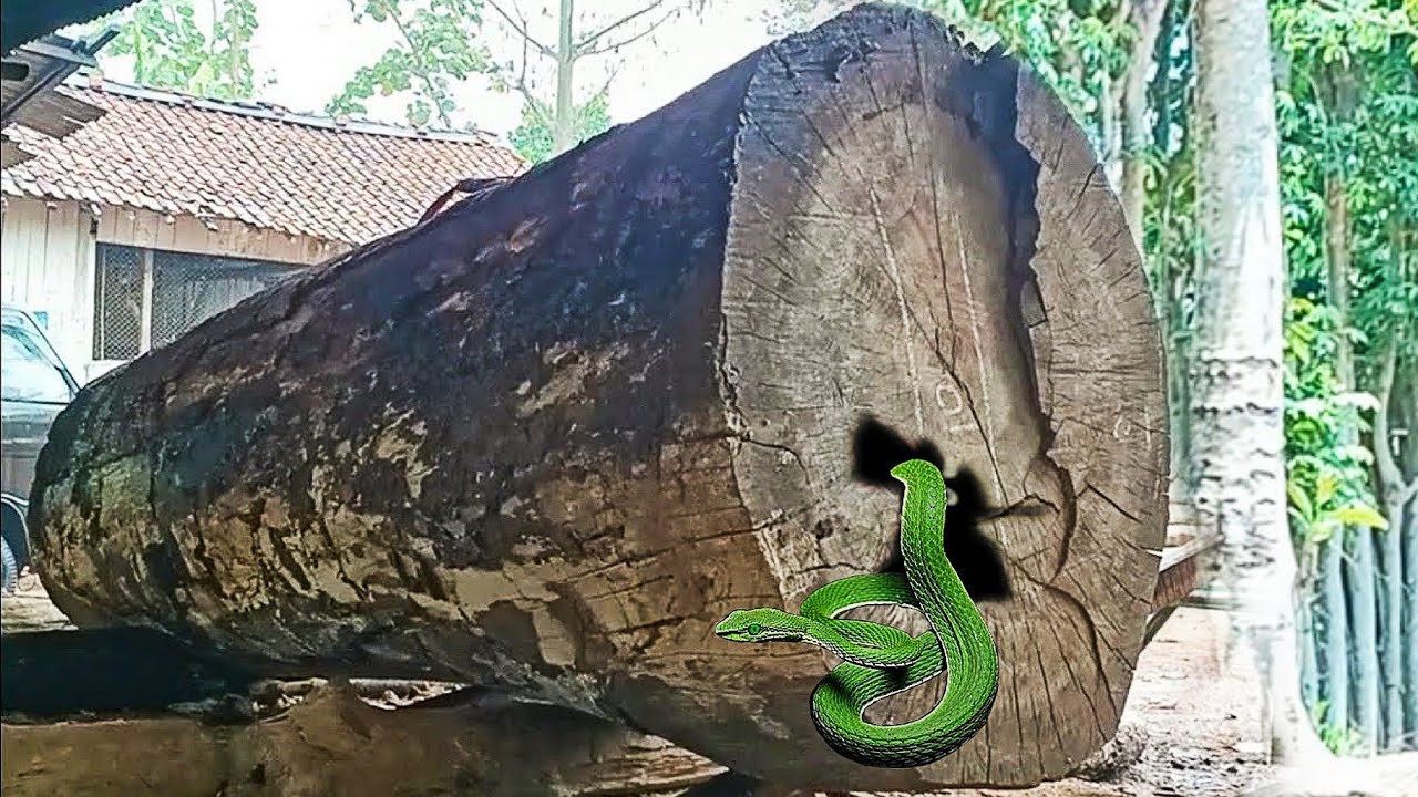 Surprising discovery of million-year-old giant pine tree fossil in ...