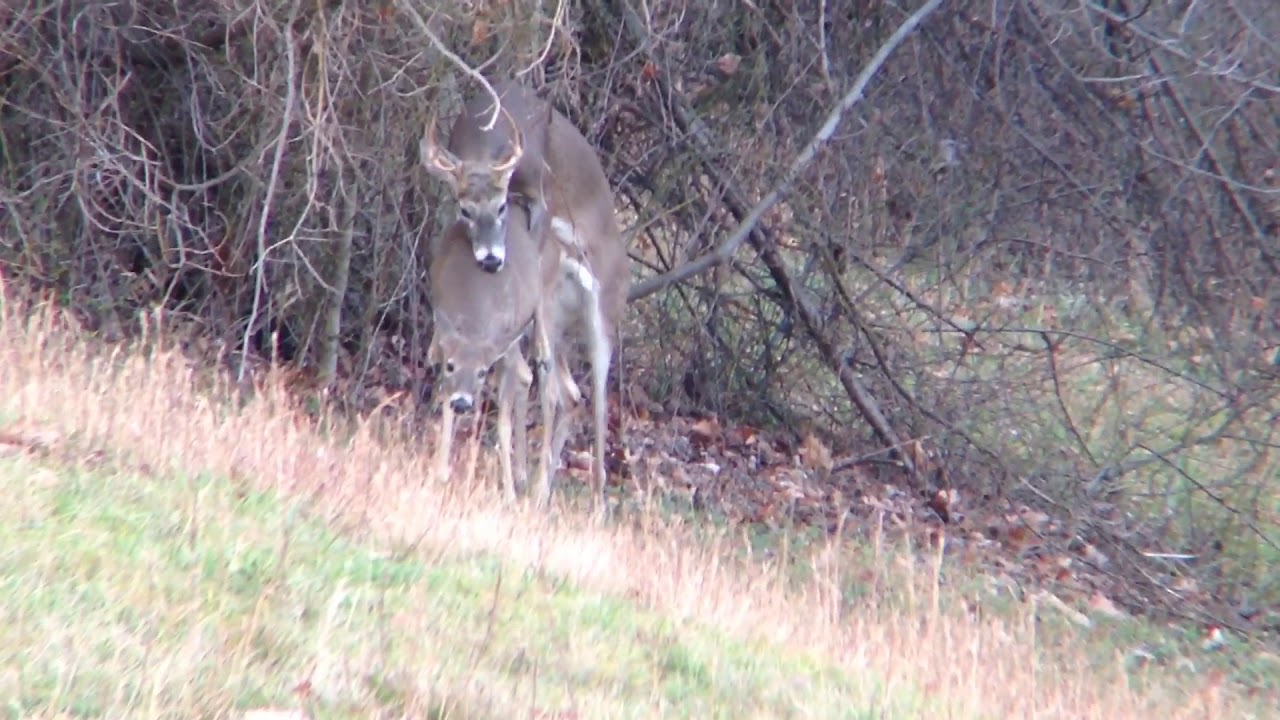 Breeding Buck - YouTube