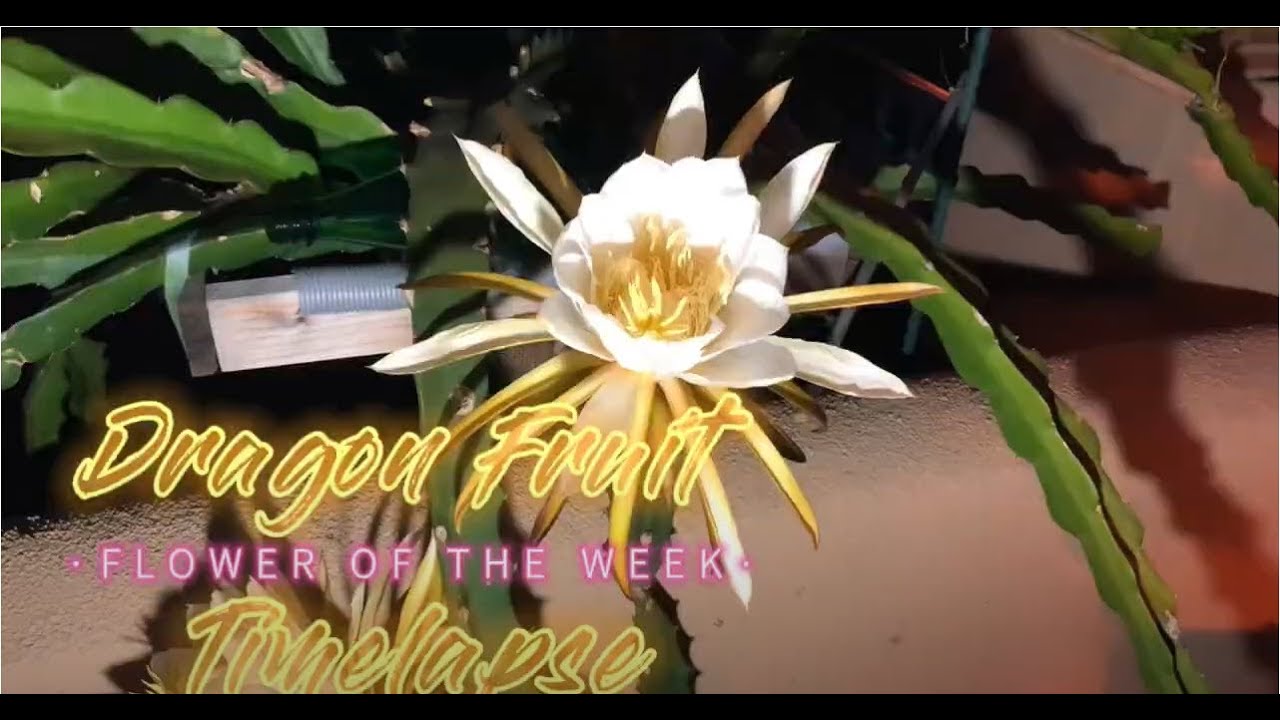 👍Dragon Fruit Flower Blooming Series - 11 Flower of the week # ...