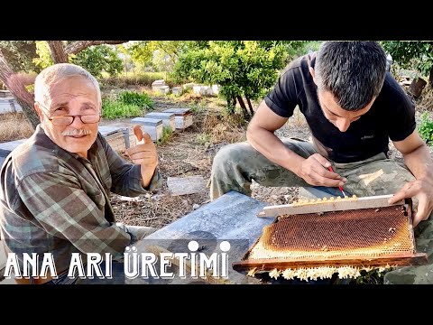 Basit Ana Arı Üretimi. Larva Transferi 