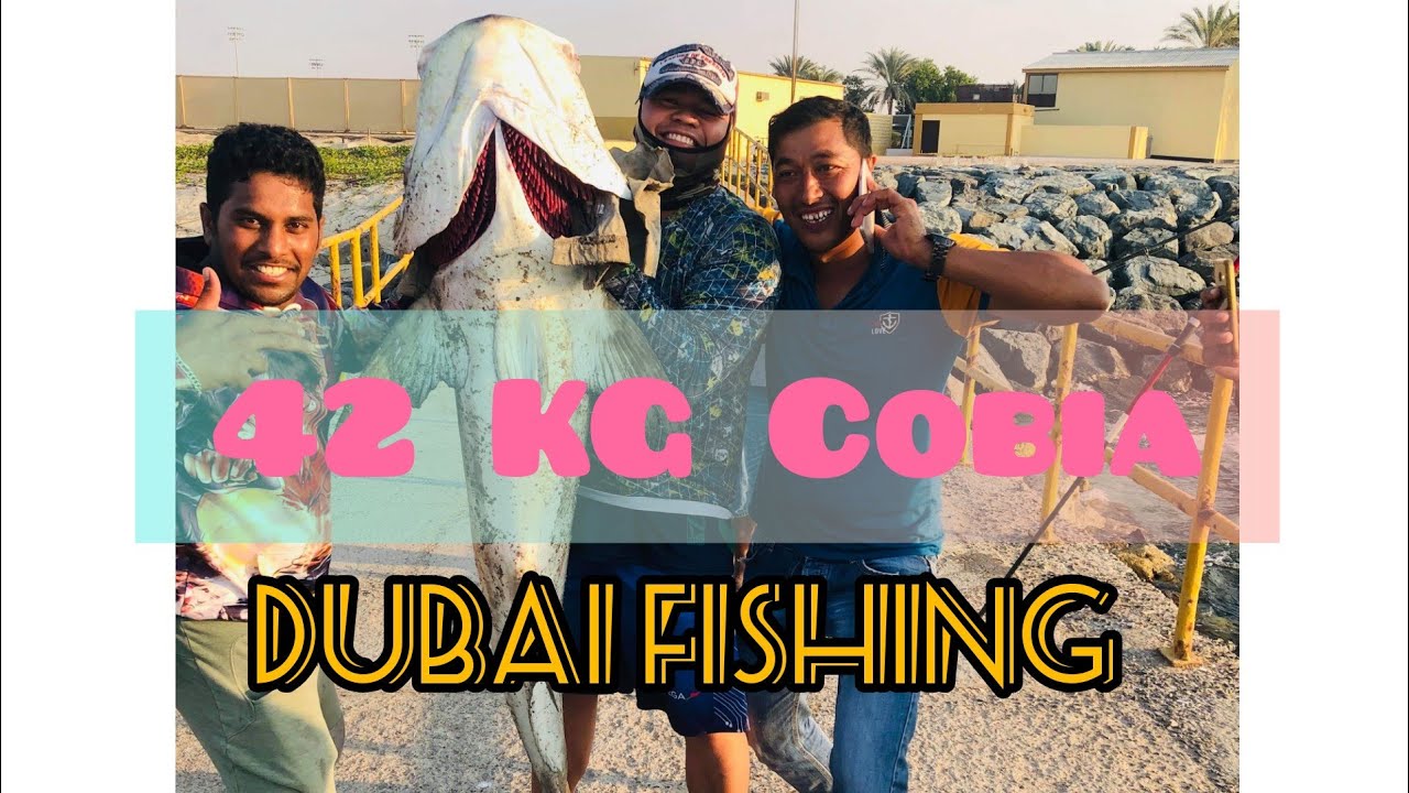 42 KG COBIA || THE BIGGEST RECORD HERE IN SHORE LINE OF DUBAI - YouTube