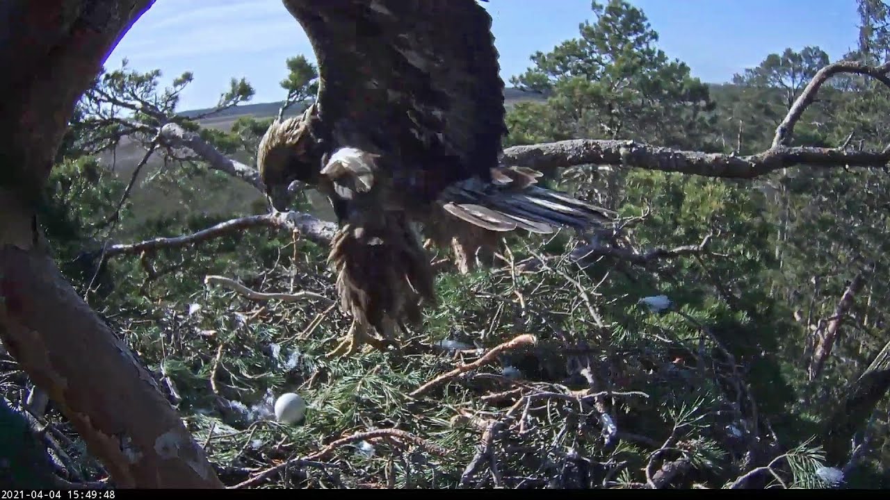 Kaljukotkas~ Kalju came home Egg was uncovered for 2,5 hours 3:50 pm ...