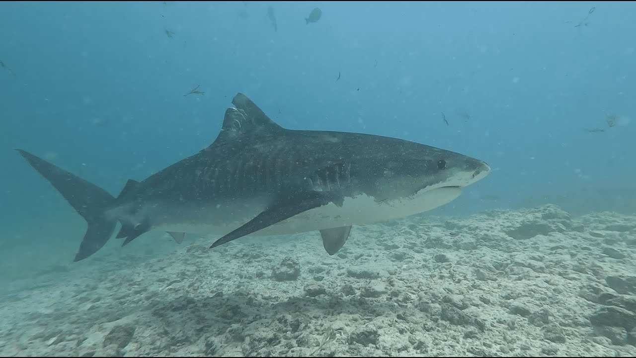 Дайвинг с Тигровыми акулами на острове Фувамула (Мальдивы) / Maldives ...