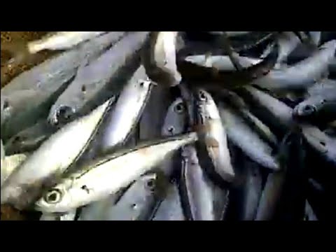 is-sajda tal-vopi bin-nassi - YouTube