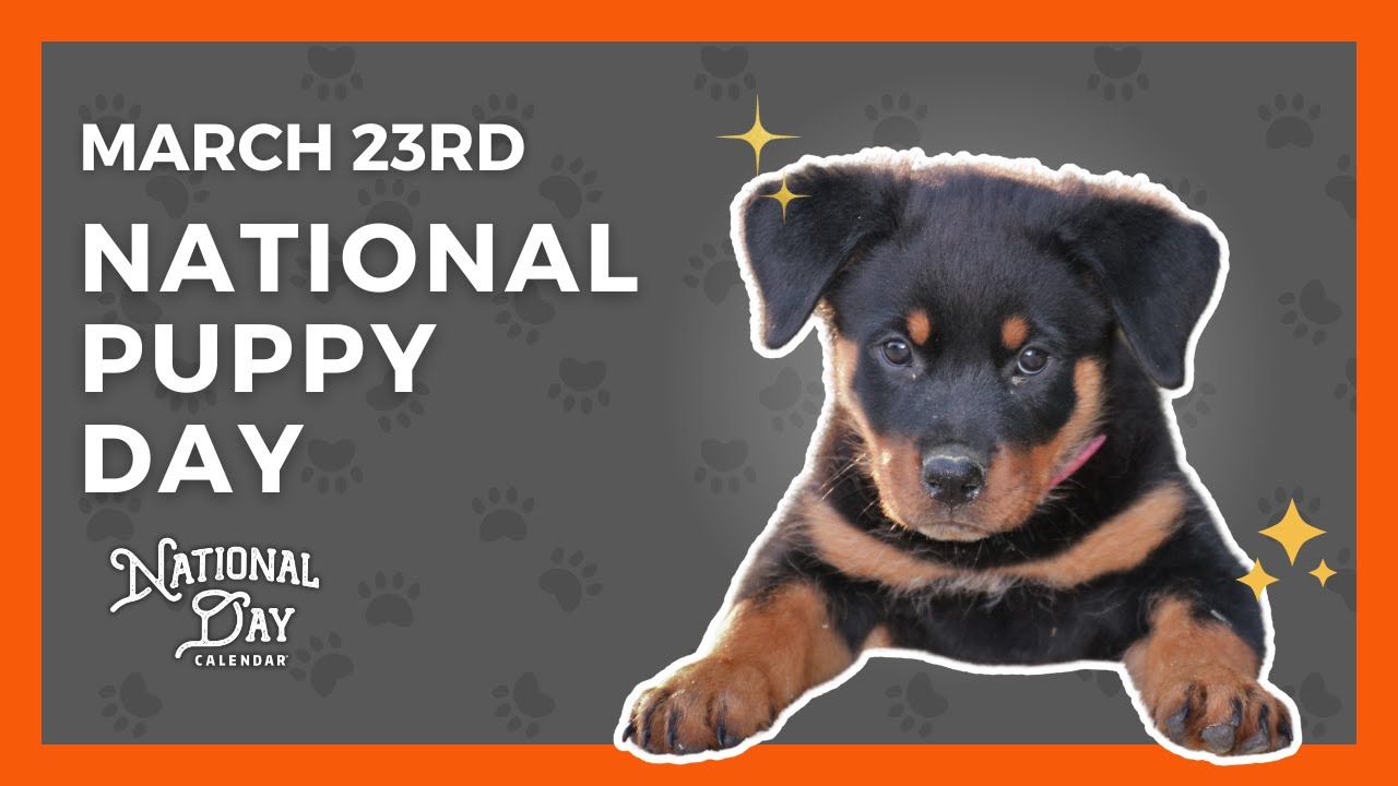 National Puppy Day | March 23rd - National Day Calendar - YouTube
