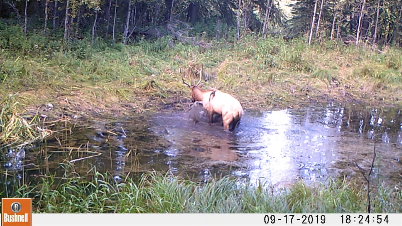 Elk Wallow - YouTube