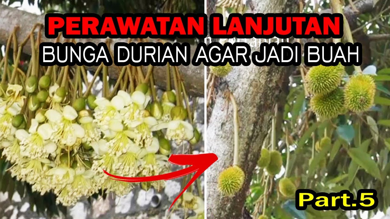 Perawatan Organik Bunga Durian Agar Jadi Buah & Tidak Rontok Di Musim ...