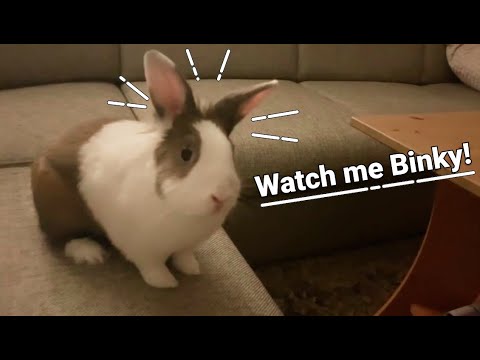 Rabbit Binky Compilation #2 - YouTube