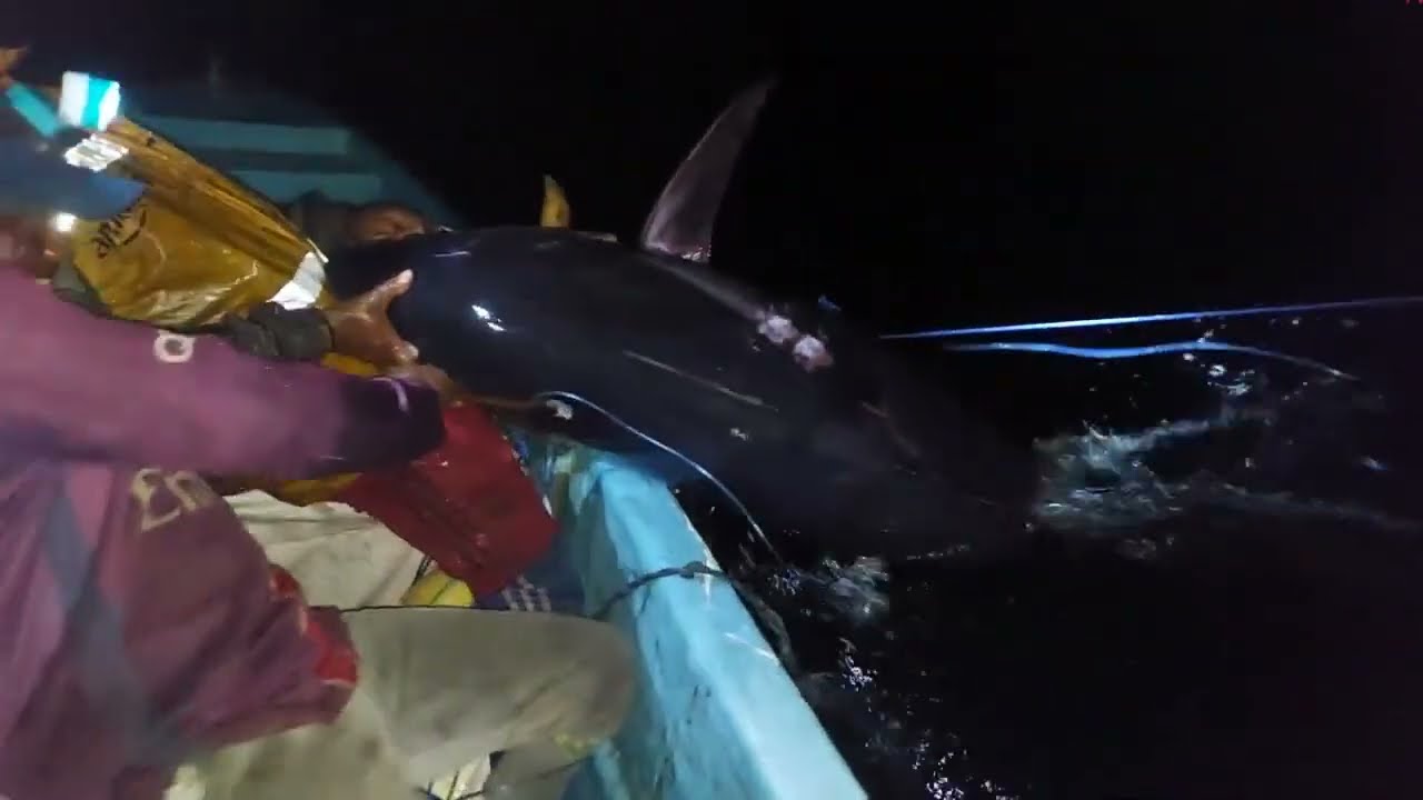 AMAZING GIANT TUNA & SWORDFISH LONG LINE FISHING VIDEOS IN INDIAN OCEAN ...