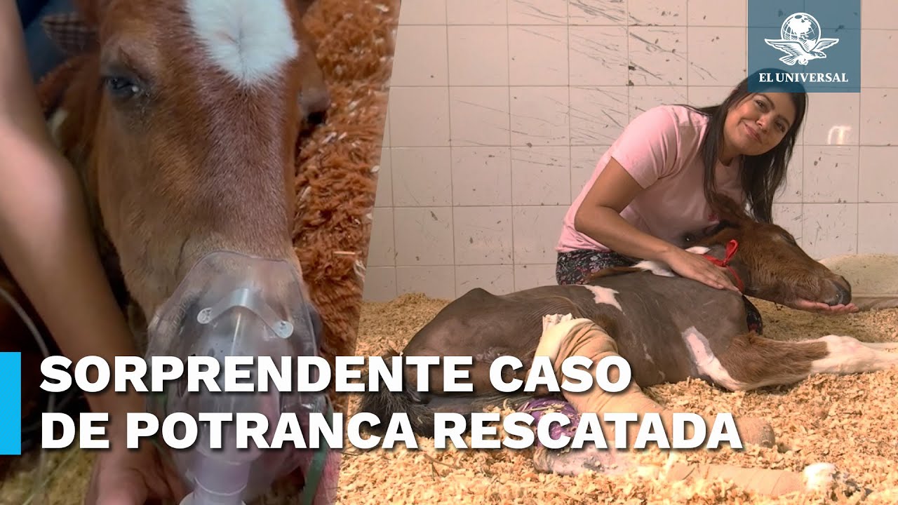 Almendrita, la potranca “milagro” que podría innovar la atención médica ...