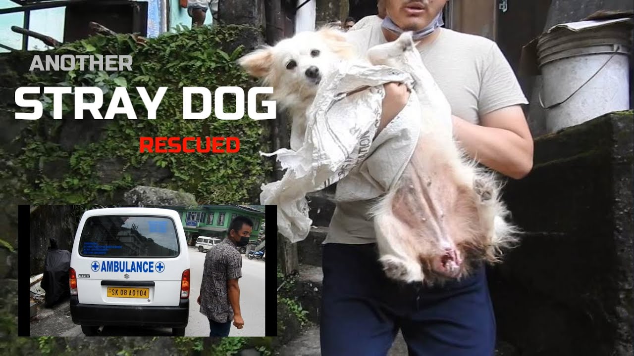 | Another Stray Dog Rescued | PFA-Sikkim | Thank You | - YouTube