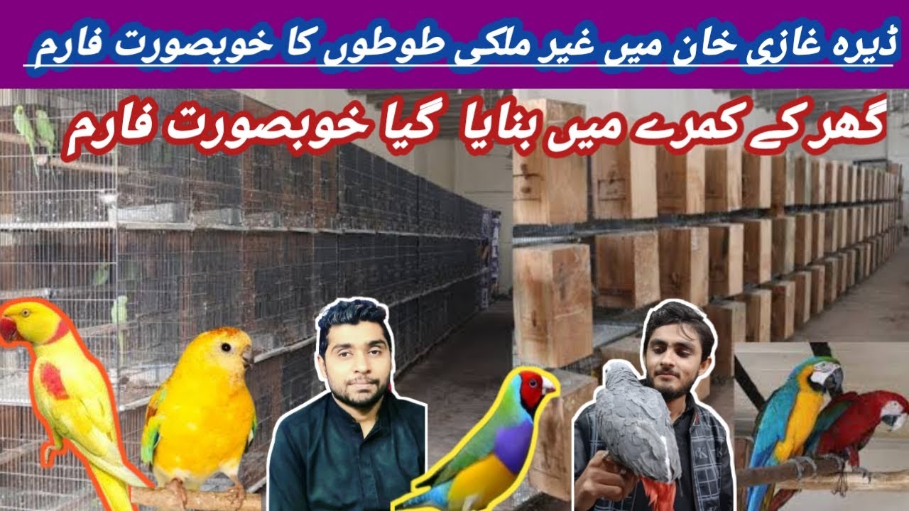 Mahdi Birds breeding fam DGkhan Lovebirds Breeding raw finches fancy ...