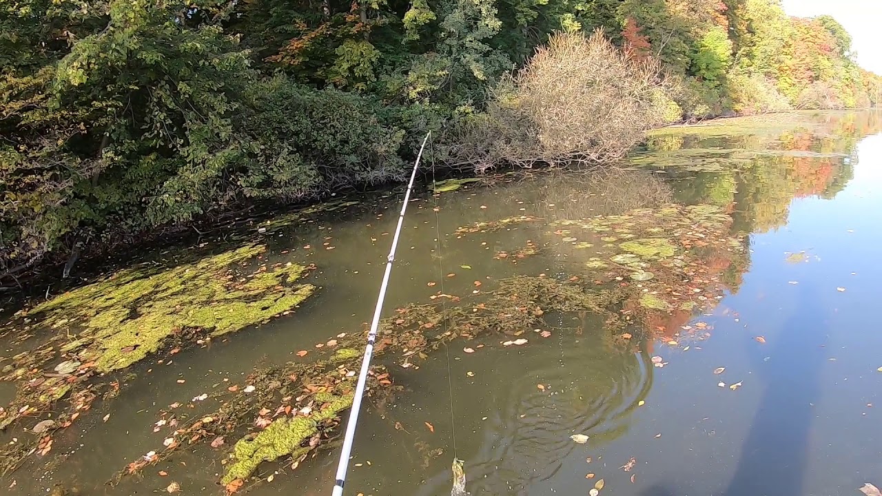 Newburgh Lake | Livonia, Michigan | 10/13/19 - YouTube