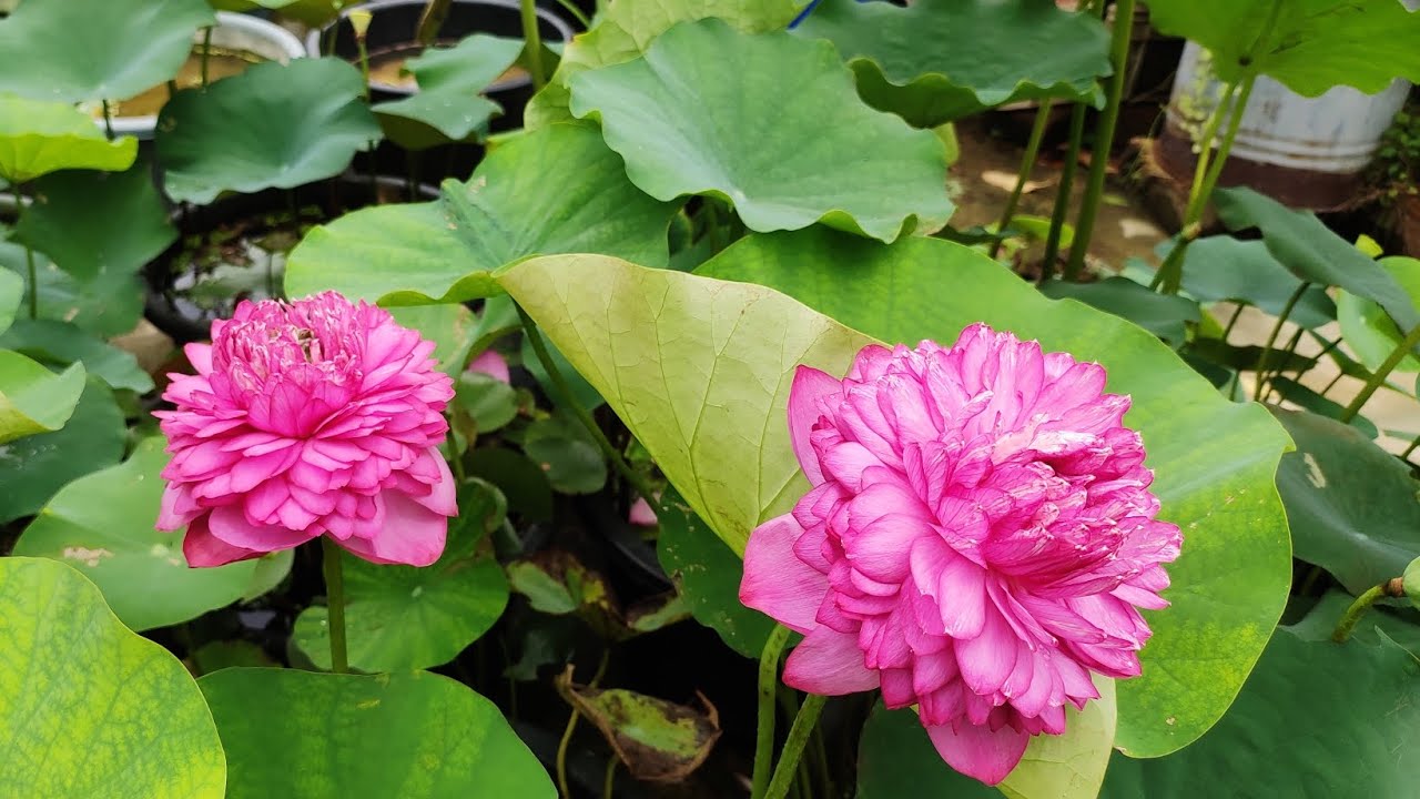 Tropical lotus : Laskhmi | indian hybrid lotus | gods creature # ...