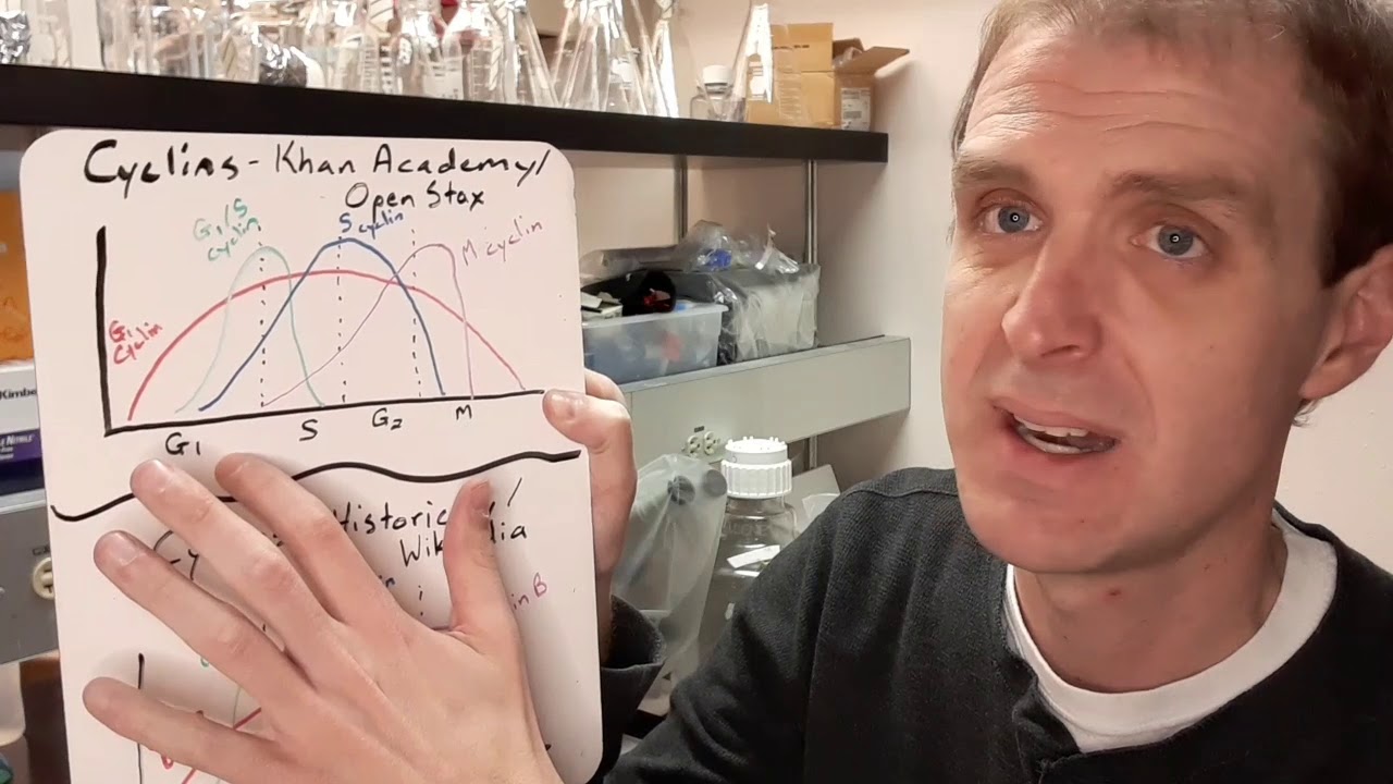 Cell Cycle Regulation: Committing to Splitting - YouTube
