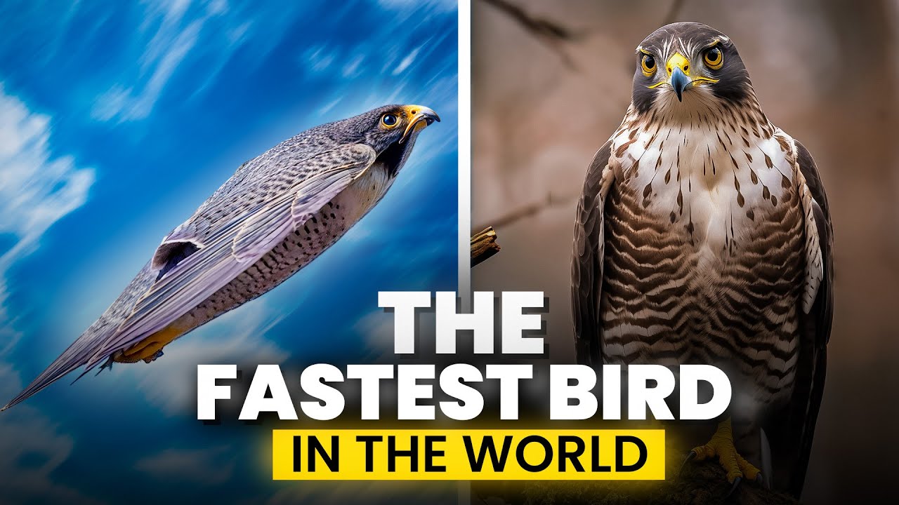 The Fastest Animal on Earth - The Peregrine Falcon - YouTube